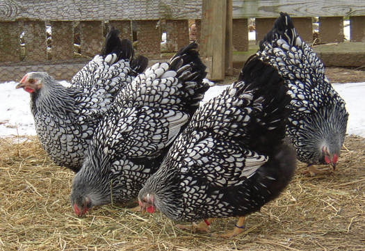 Breed Profile: Wyandotte Chicken - Backyard Poultry